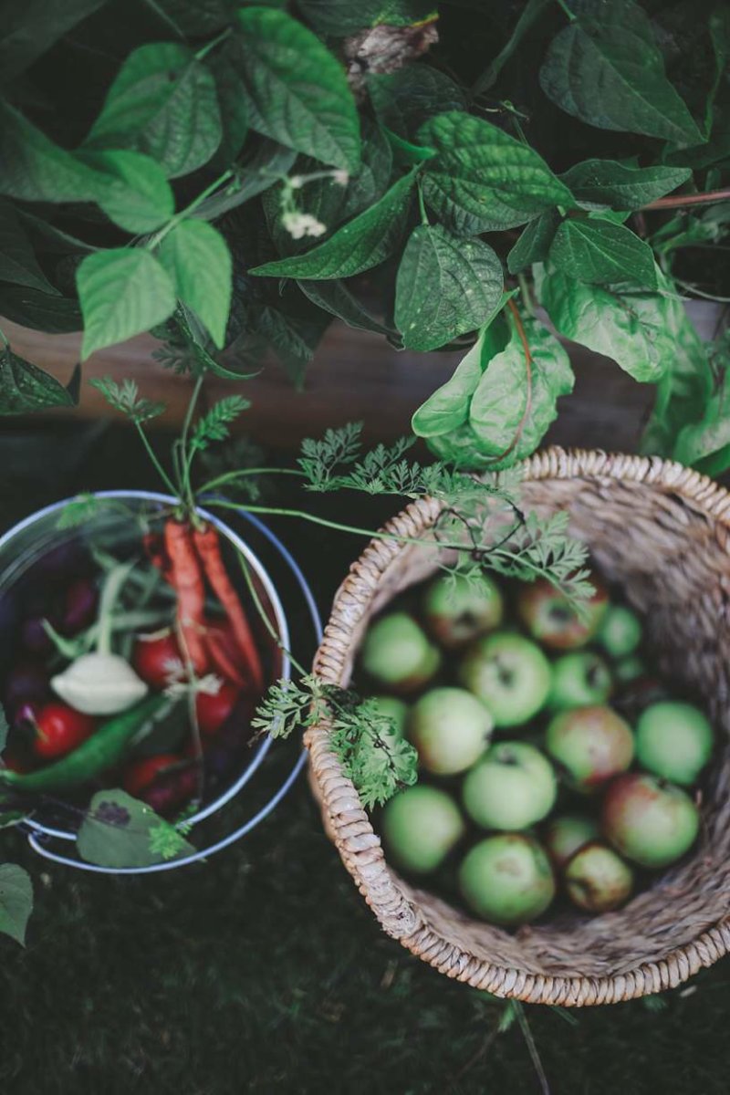 Backyard Garden ~ Fruits & Veggies ( PART 1) - What Dreams May Become